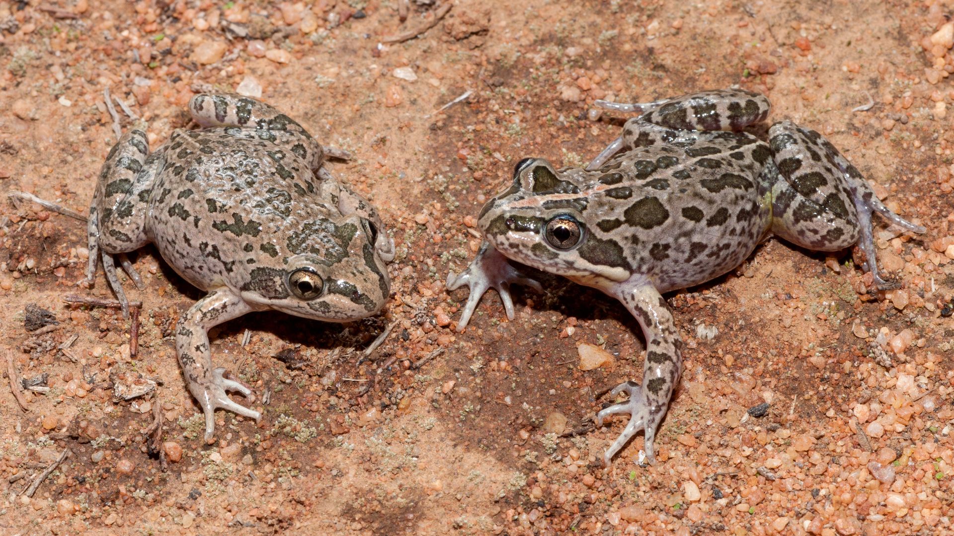 How to navigate and why you should embrace the frog boom - CSU News