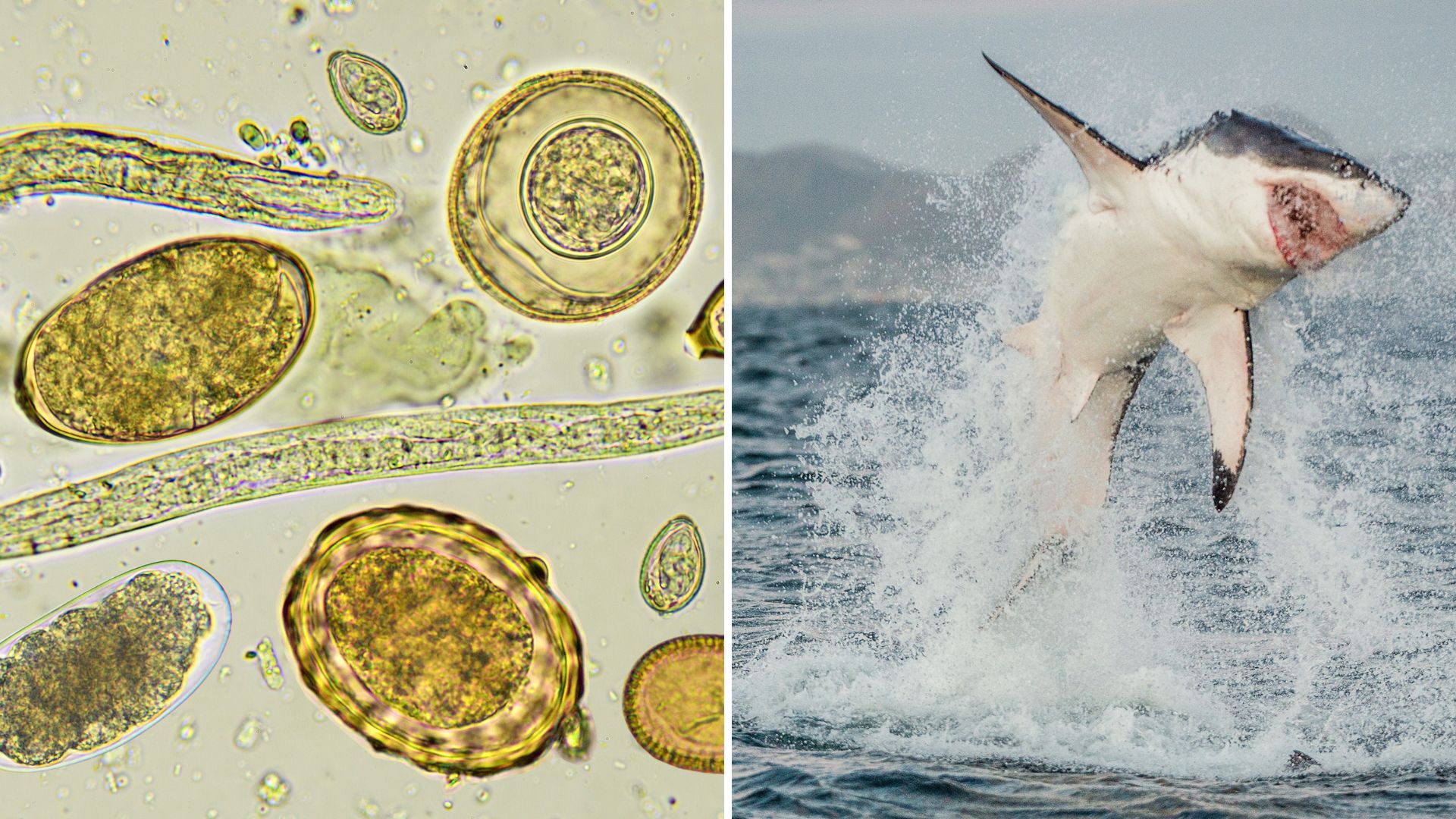 Beyond teeth and terror: what we don’t know about great white sharks ...