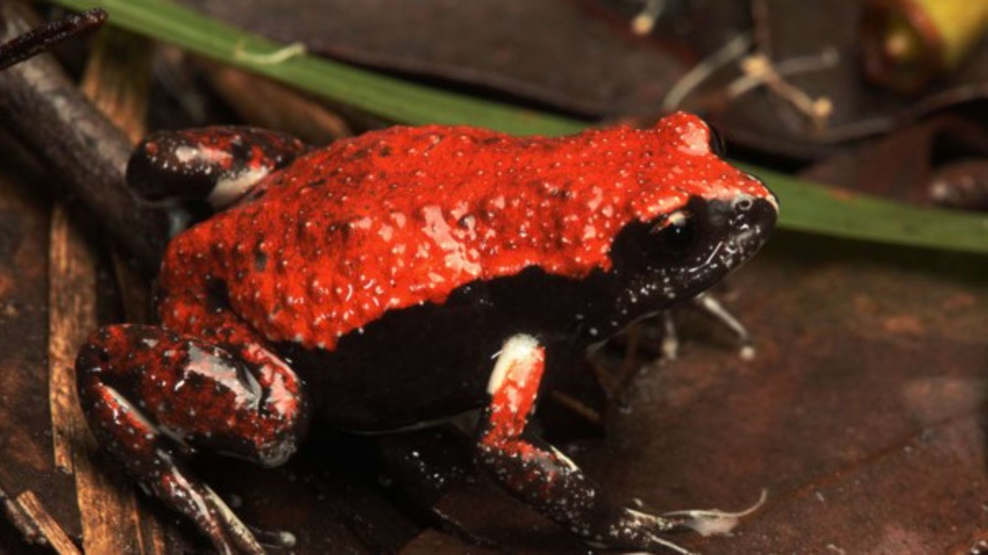 Landholders to learn how to preserve crucial frog habitats in Comboyne ...