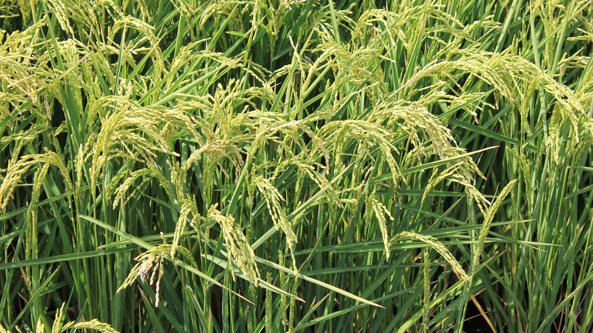 Rice Field Day 2018 - ARC Industrial Transformation Training Centre for ...