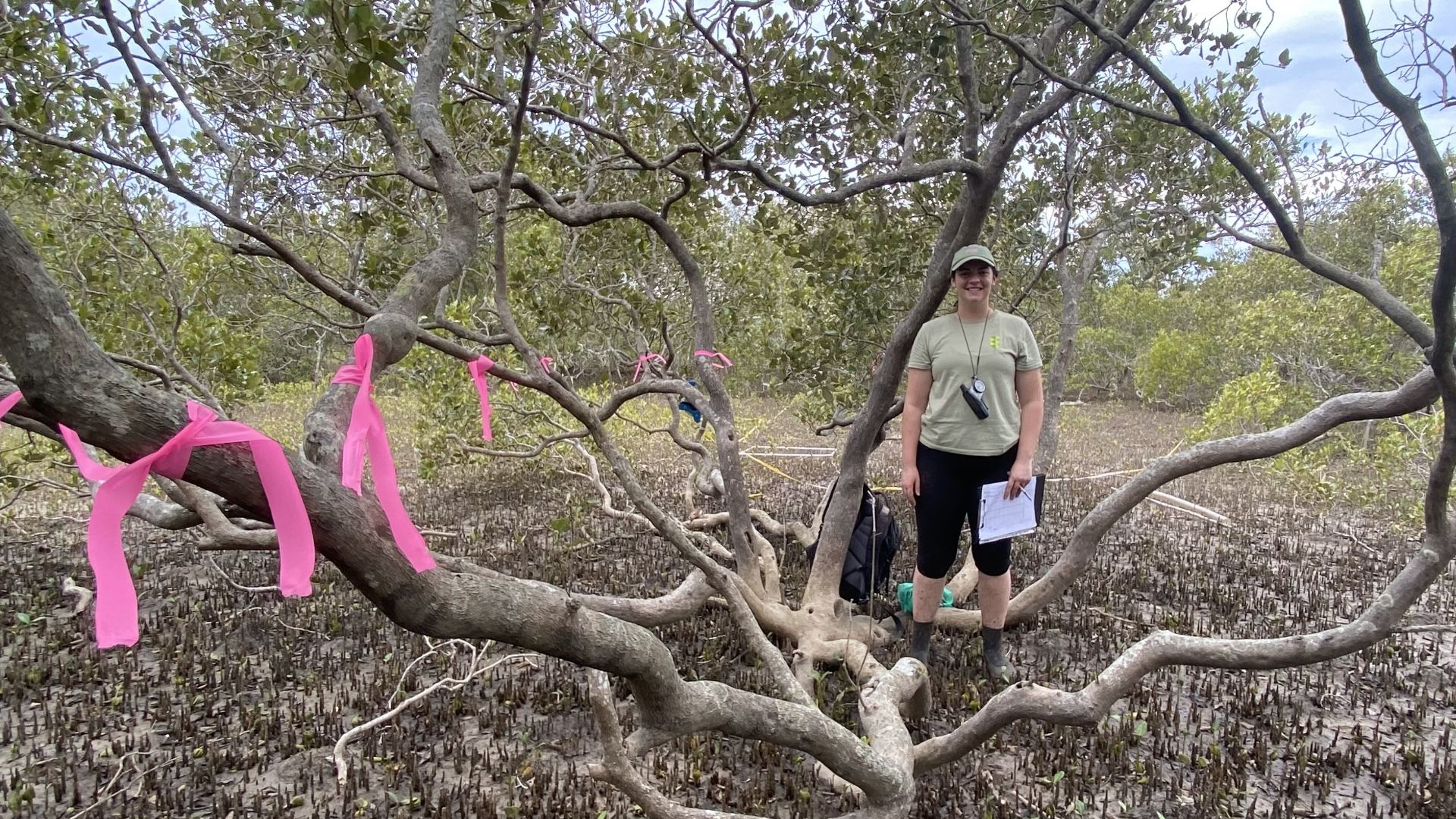 Research looks to the past to develop the future of mangrove management ...