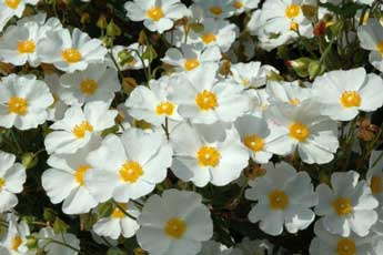 Rock Rose - The Bible Garden