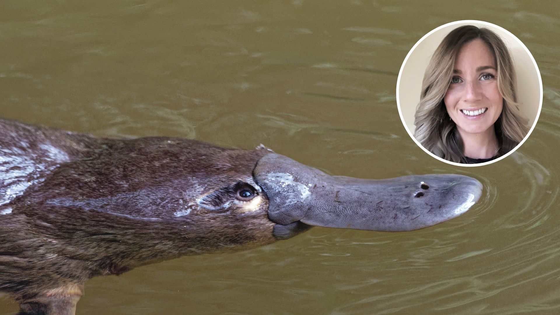 Research results reveal biodiversity of Manning Region animals and ...