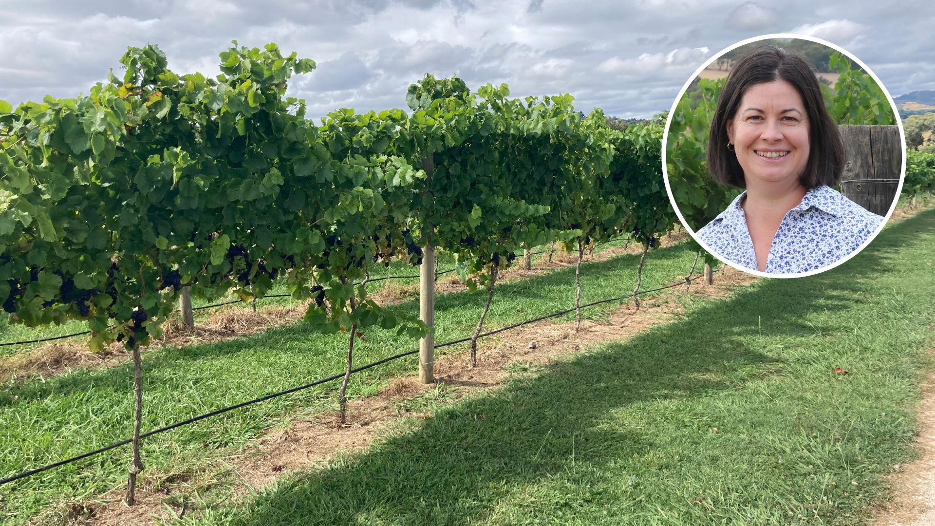 Australian wine grape growers survey to address challenges with climate ...