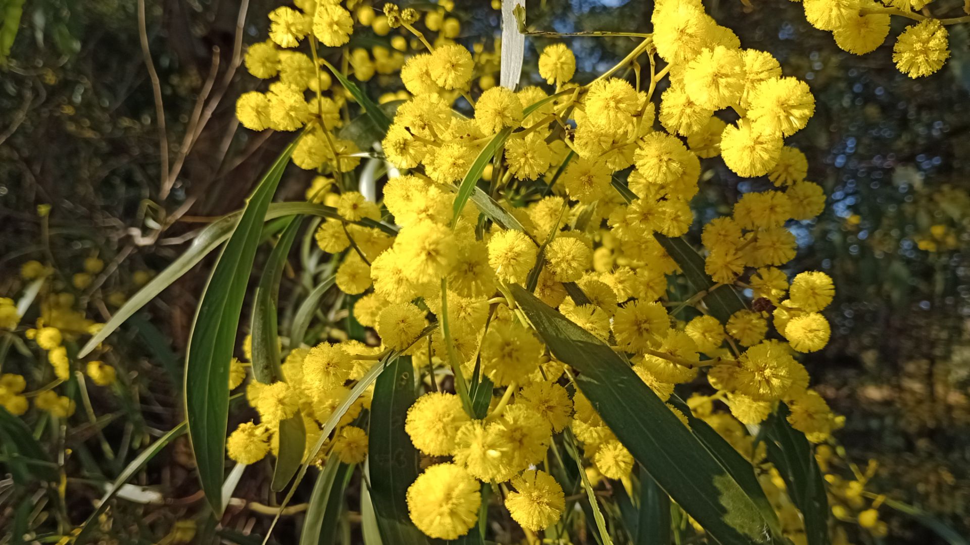 Wattle - the floral emblem worth treasuring - CSU News