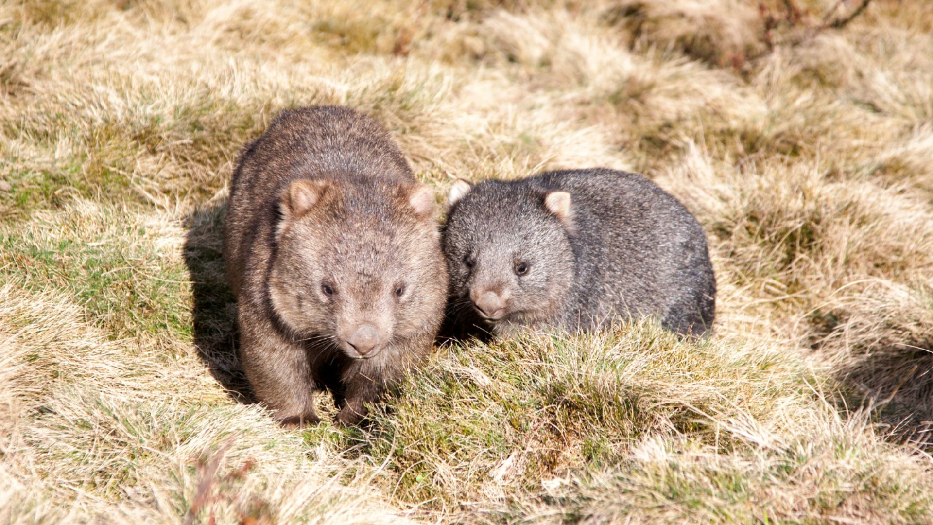 It’s a terrible idea to pick up or interfere with wild animals, especially baby wombats; here’s ...