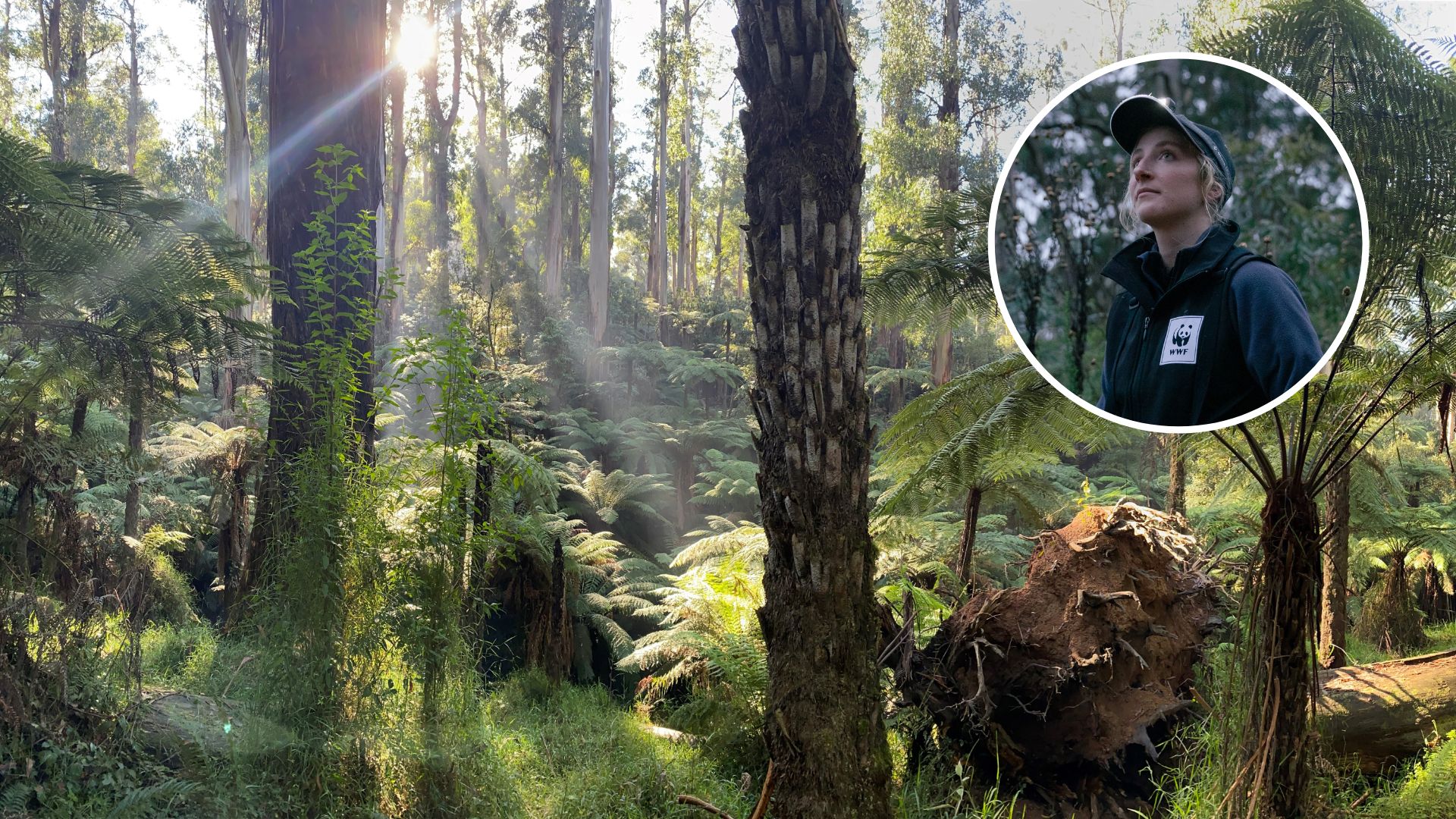 It’s not just Victoria’s iconic mountain ash trees at risk – it’s every ...