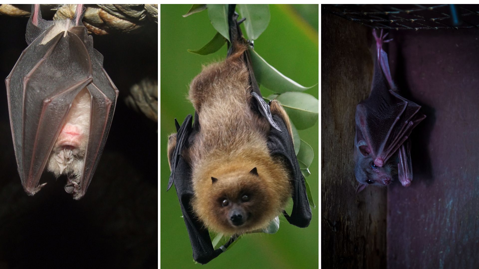 International Gulan (Bat) Night comes to Port Macquarie - CSU News