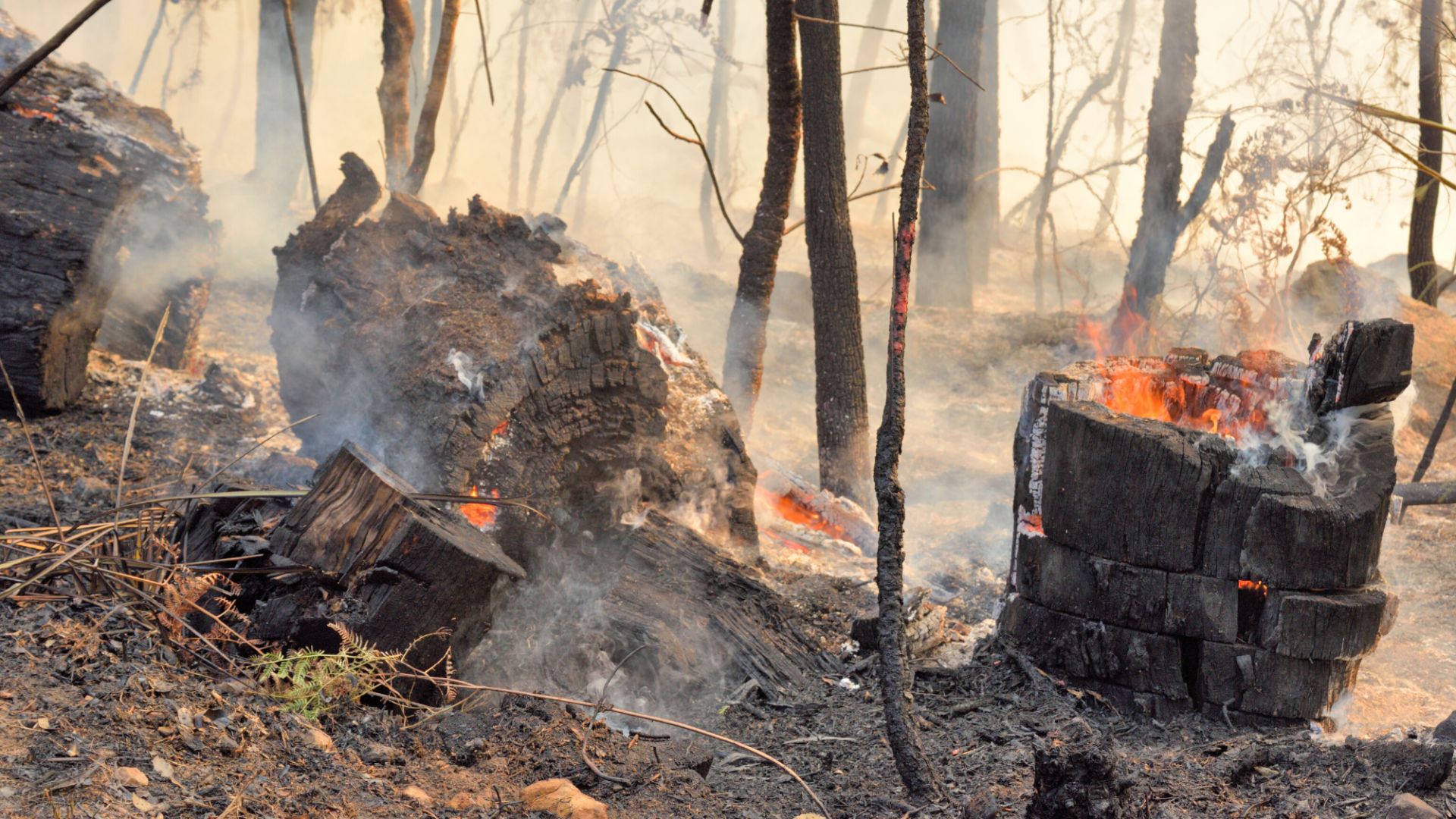 Three billion animals affected is a true measure of effect of ...