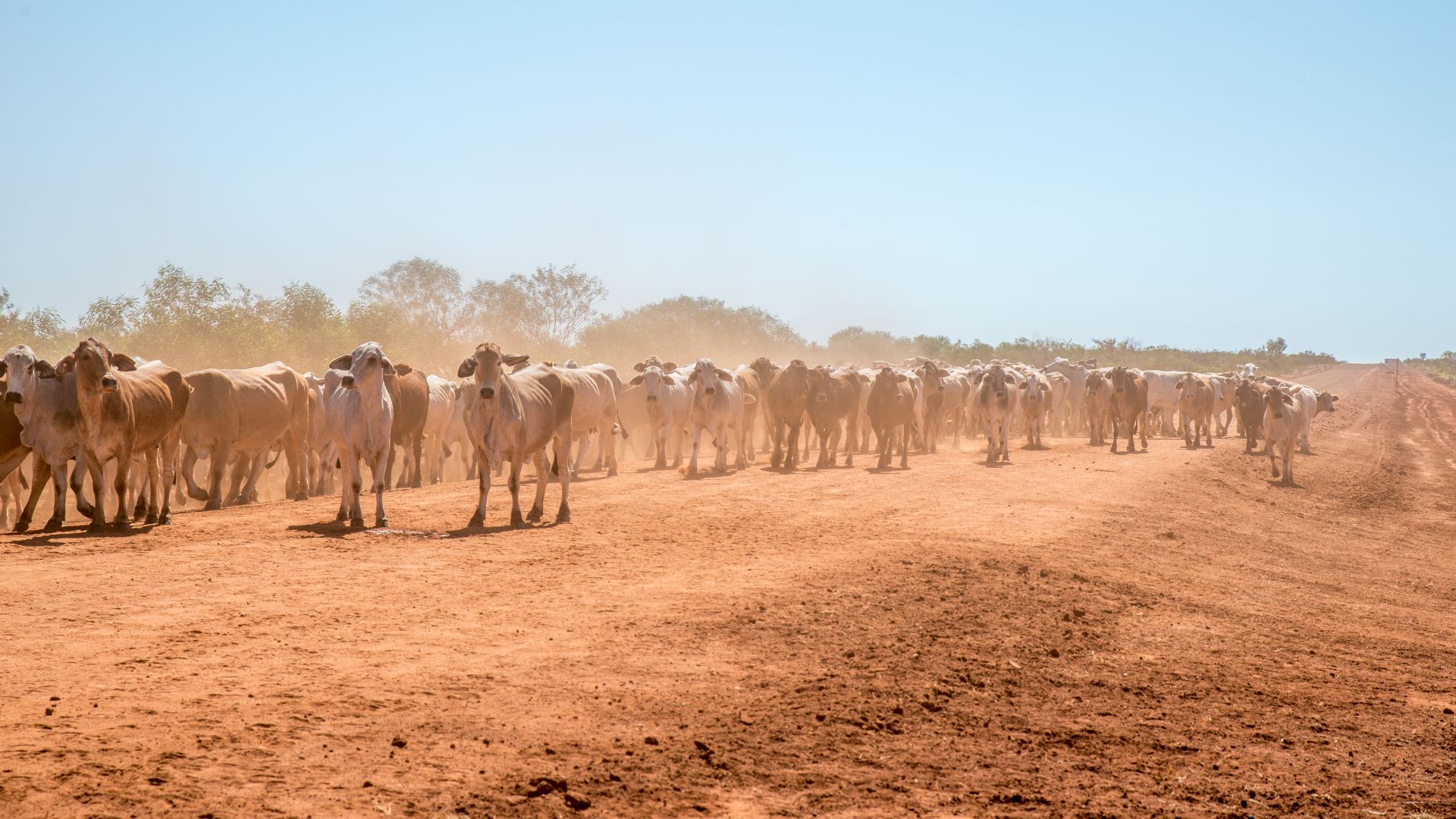 Australia’s agriculture sector needs more insights from First Nations ...