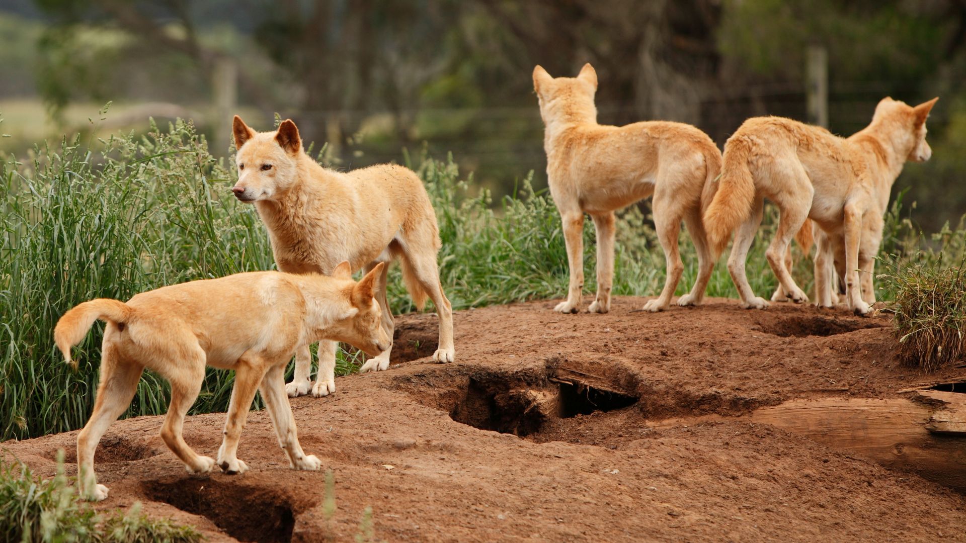 Ancient genomes reveal more than two thousand years of dingo population ...