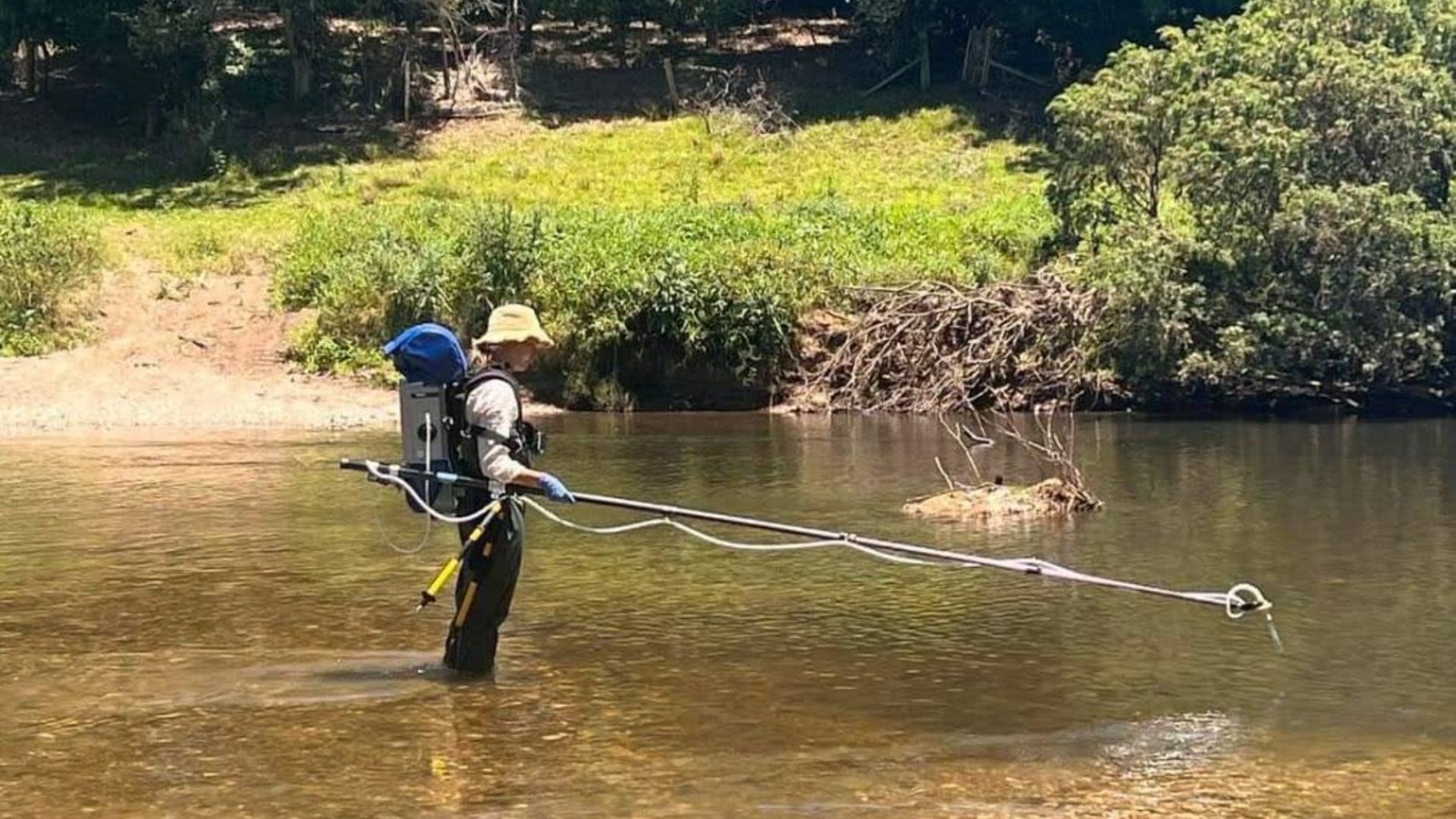 eDNA research aims to protect Manning River Turtle - CSU News