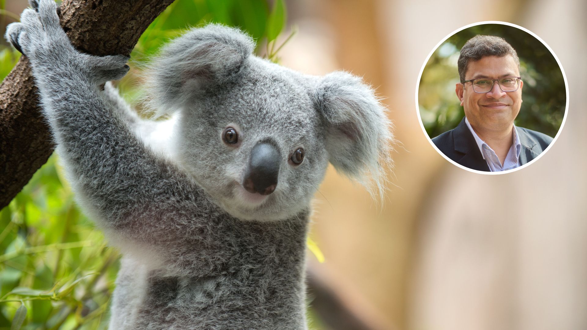 Mobile app aims to preserve koala population in Port Macquarie - CSU News