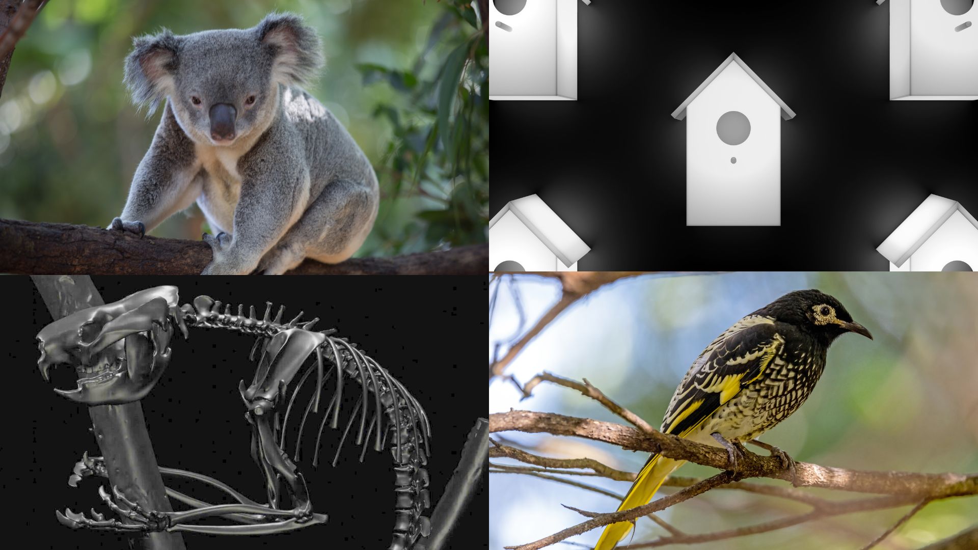 Species on the brink of extinction given new life through artistic lens ...